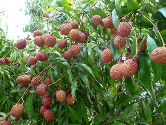 Leeches Fruit Tree