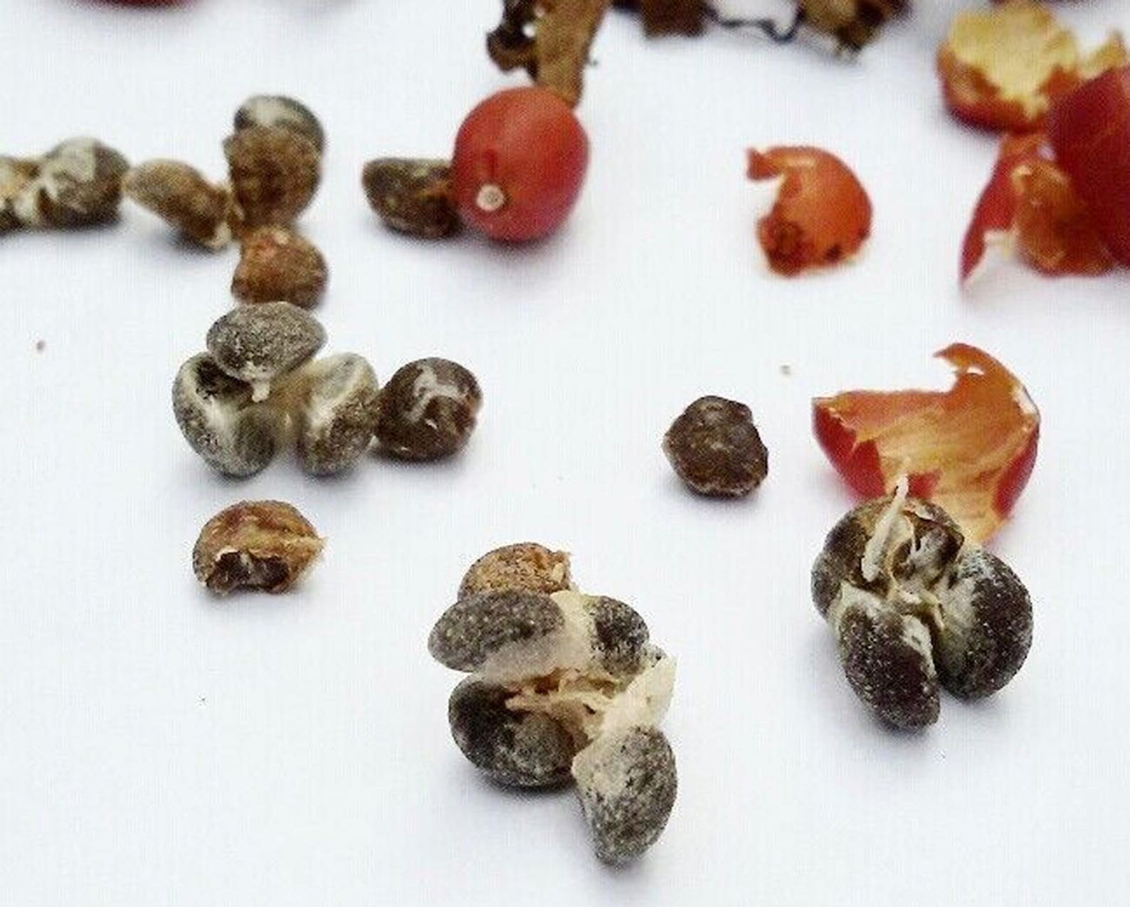 Thai Galangal Seeds, Grow Your Own, ALPINIA GALANGA, 15 Rare Vegetable ...