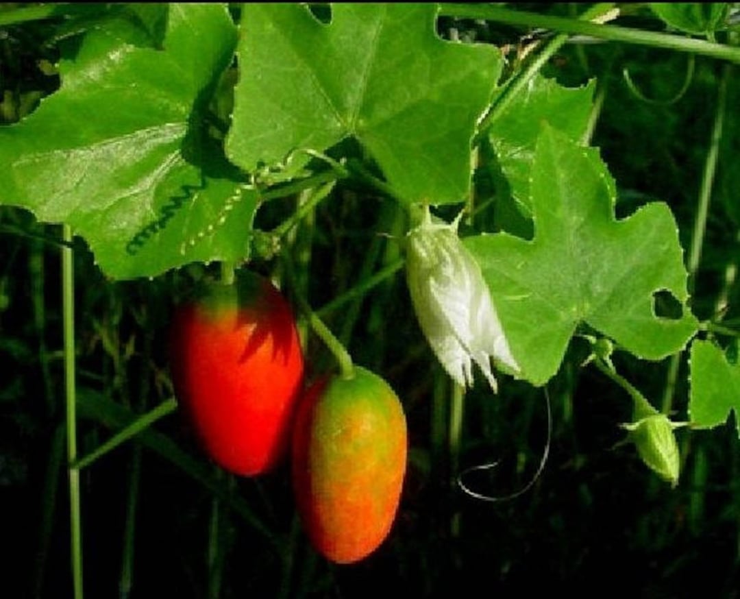 Thai Ivy Gourd Seeds Pak Tam Lung Seed,coccinia GRANDIS Little Gourd ...