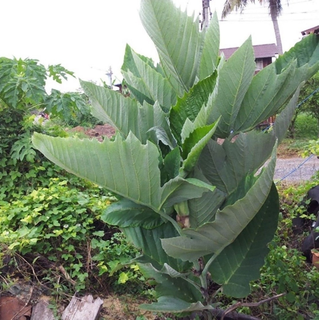 Thai LEEA MACROPHYLLA Seeds, Great Medicinal Plant Attracting ...