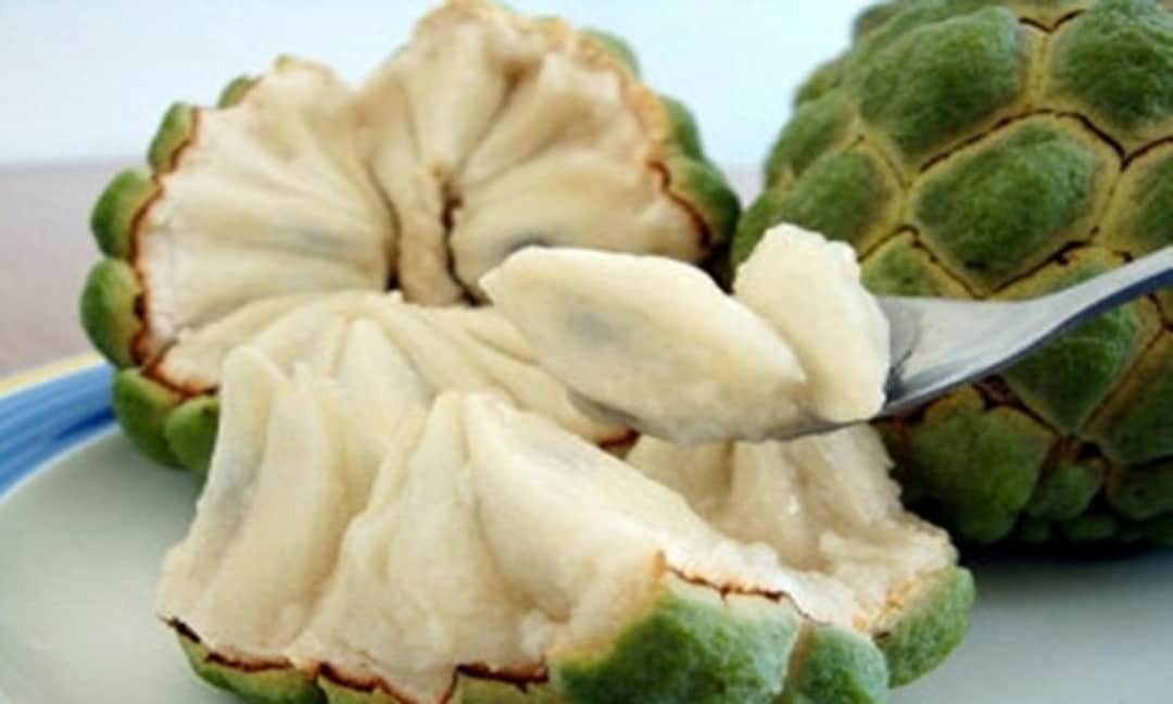 Thai Fresh Custard Apple Seeds, ANNONA RETICULATA, Sweet Healthy Fruit ...
