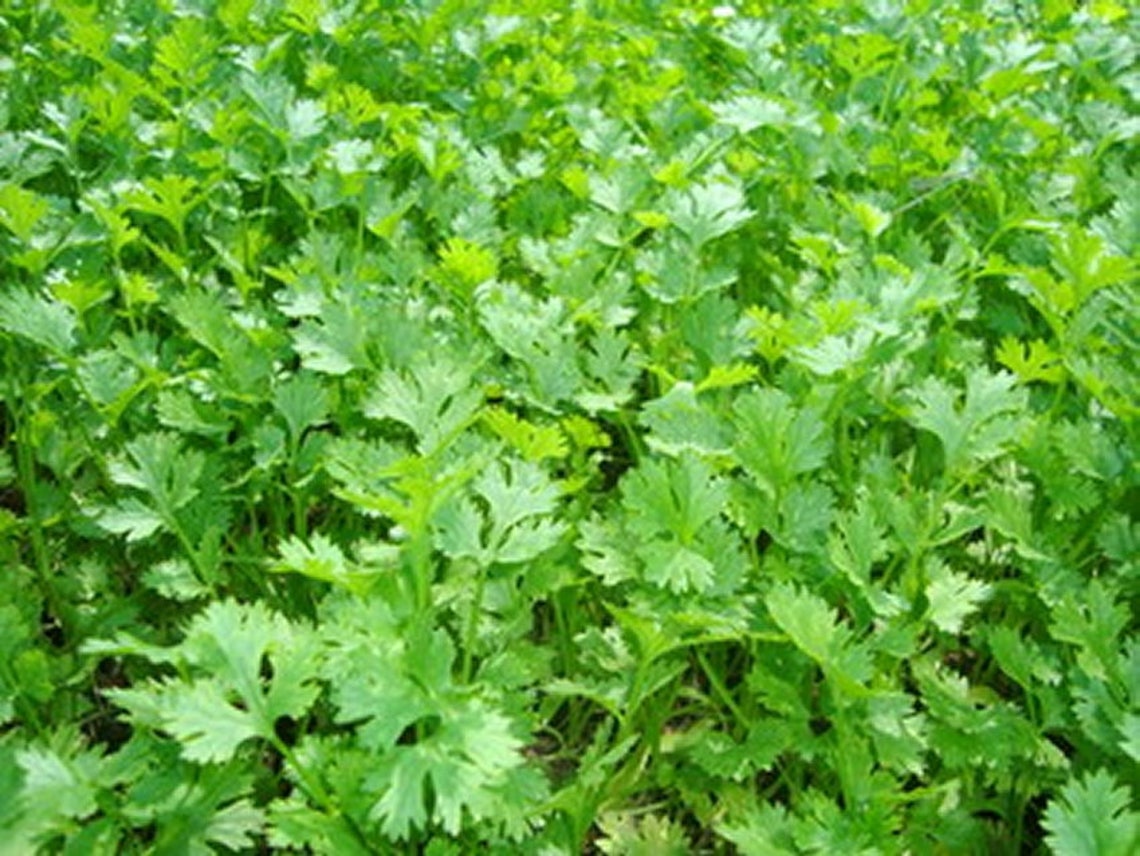 Leafy Chinese Celery Seed Packet, (APIUM GRAVEOLENS Var. SECALINUM) - Etsy