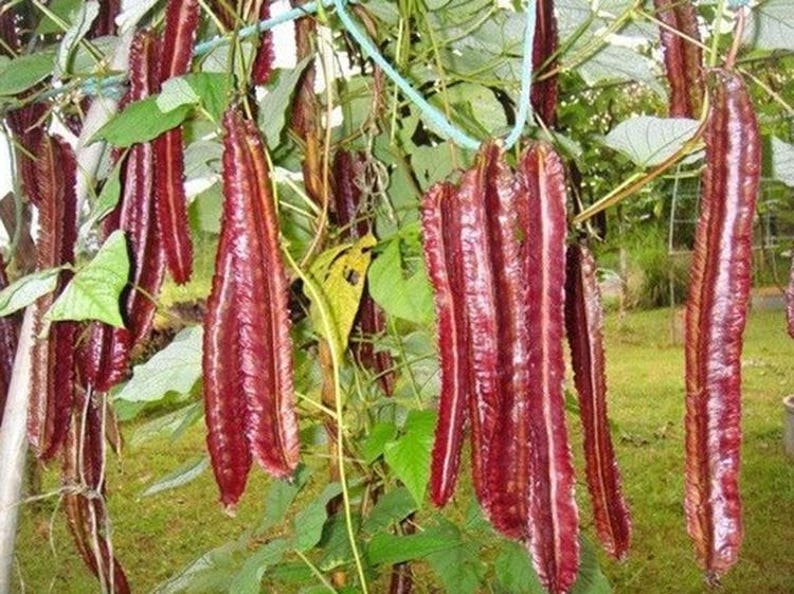 Thai Yard Long, Wing, Bush Bean Seeds,purple or Green - (VIGNA ...