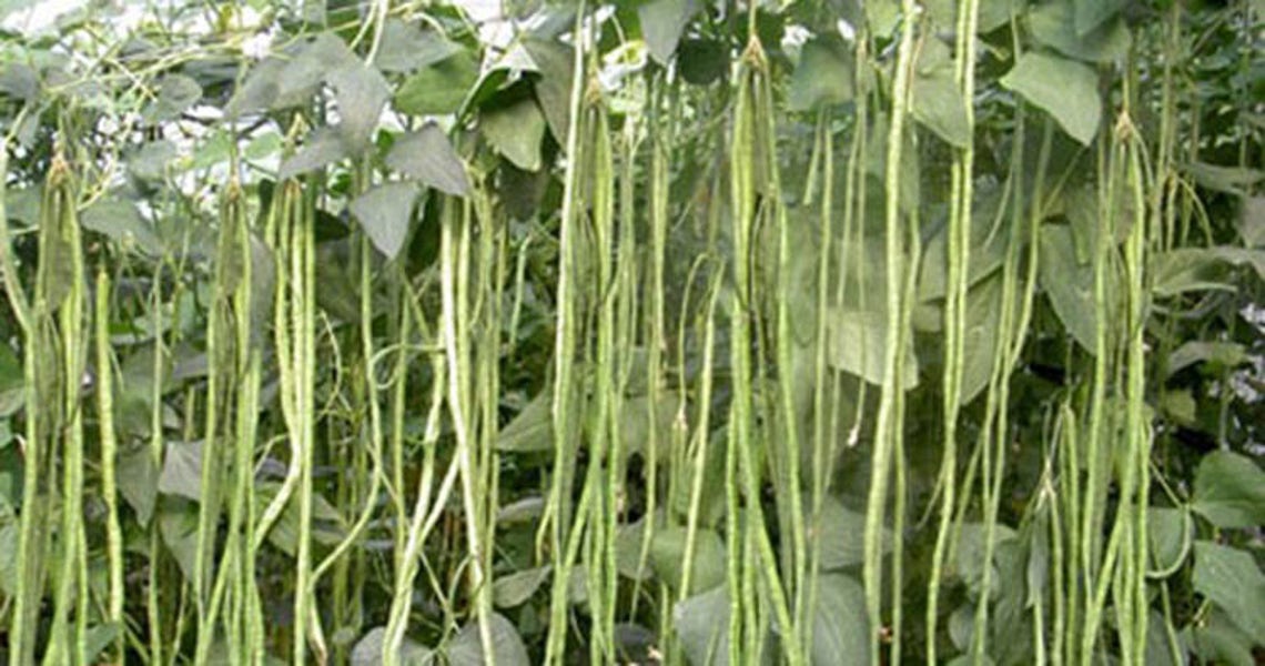 Thai Yard Long, Wing, Bush Bean Seeds,purple or Green - (VIGNA ...