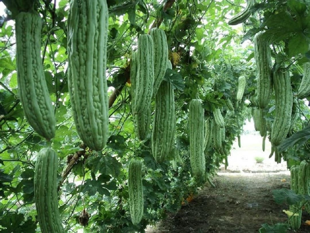 Thai Ridged Luffa, Loofah, Sponge, Chinese Okra, 5 Seeds, LUFFA ...