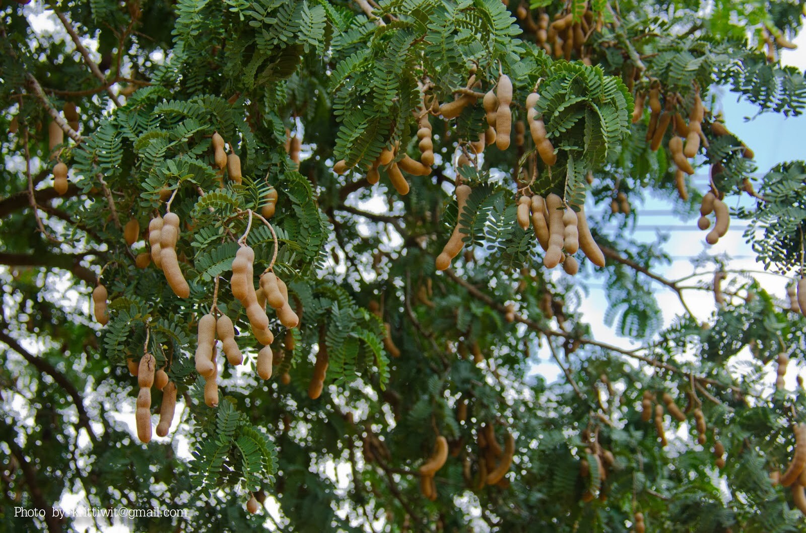 Thai Sweet Tamarind Seeds, Grow in a Pot,as a Bush or Tree, TAMARINDUS ...