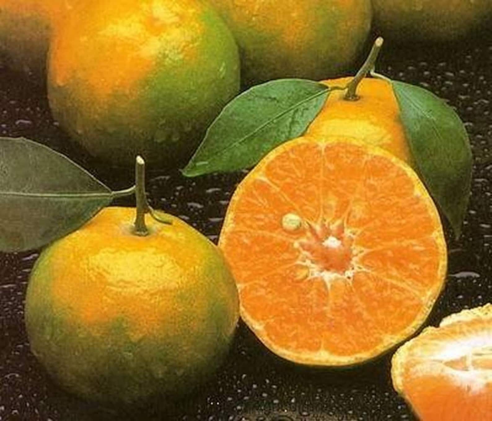Thai Tropical Sweet Tangerine (CITRUS TANGERINA) - 10 Fresh Seeds - Etsy