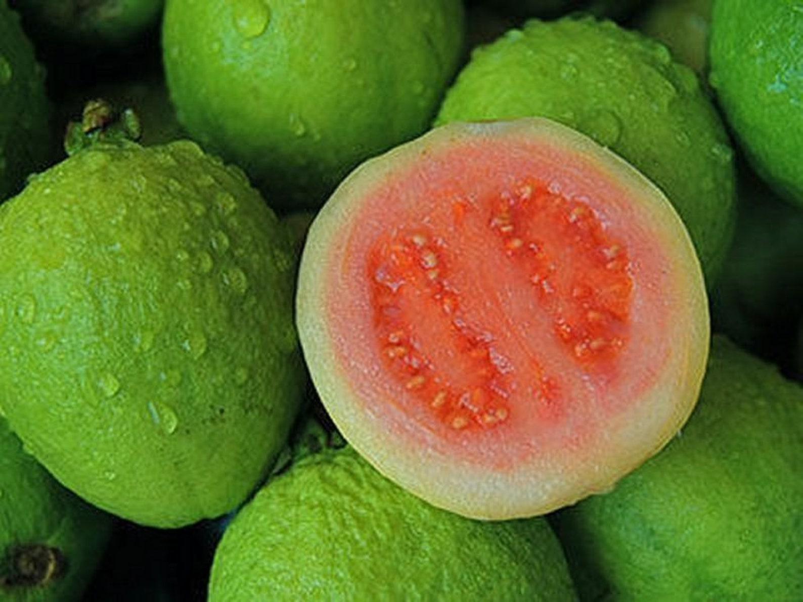Thai Guava Apple Seed PSIDIUM GUAJAVA 15 Fresh Seeds Sweet - Etsy Canada