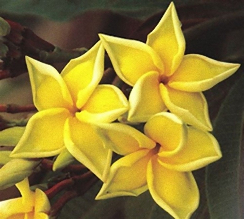 5 Fresh Thai Frangipani Flower Seeds PLUMERIA RUBRA choose | Etsy