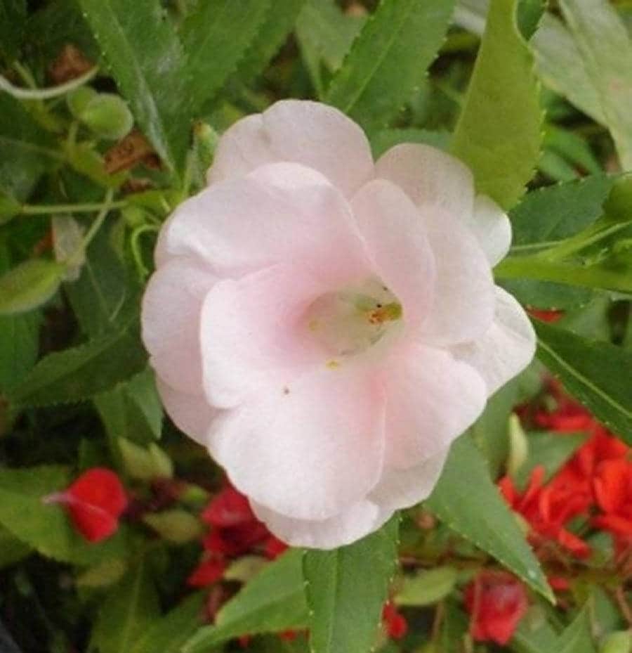 Thai Balsam Impatiens, 25 Seeds Thai Balsam Impatien Flowers,heirloom ...