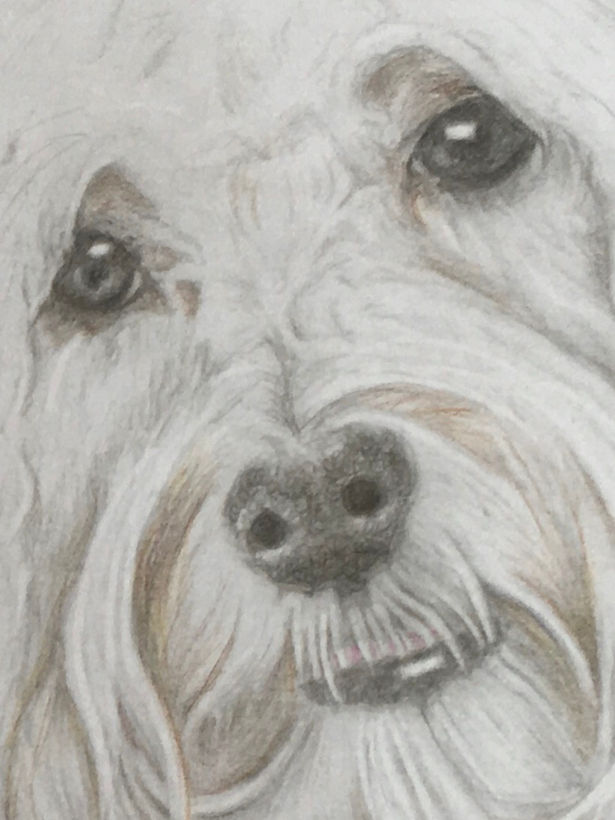 Hand Drawn Original Graphite Drawing of 2 Dogs - Etsy
