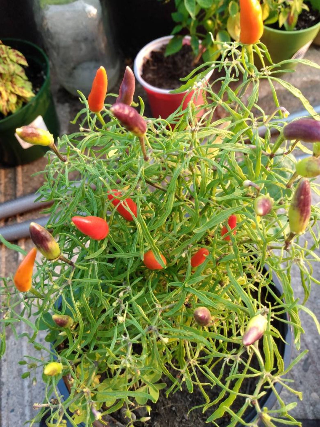 Candlelight Mutant Pepper 10 Seeds - Etsy