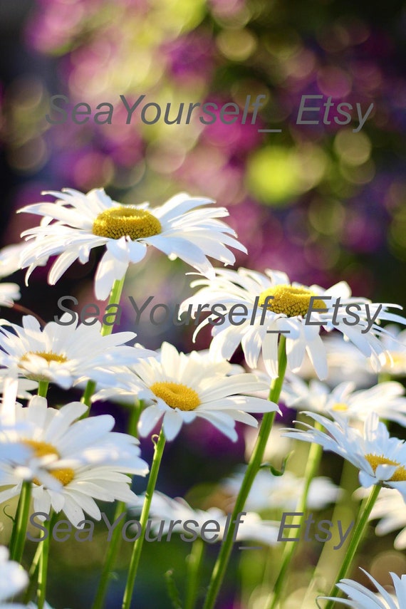 Daisy Flower Garden Digital Photo Download for Wallpaper | Etsy
