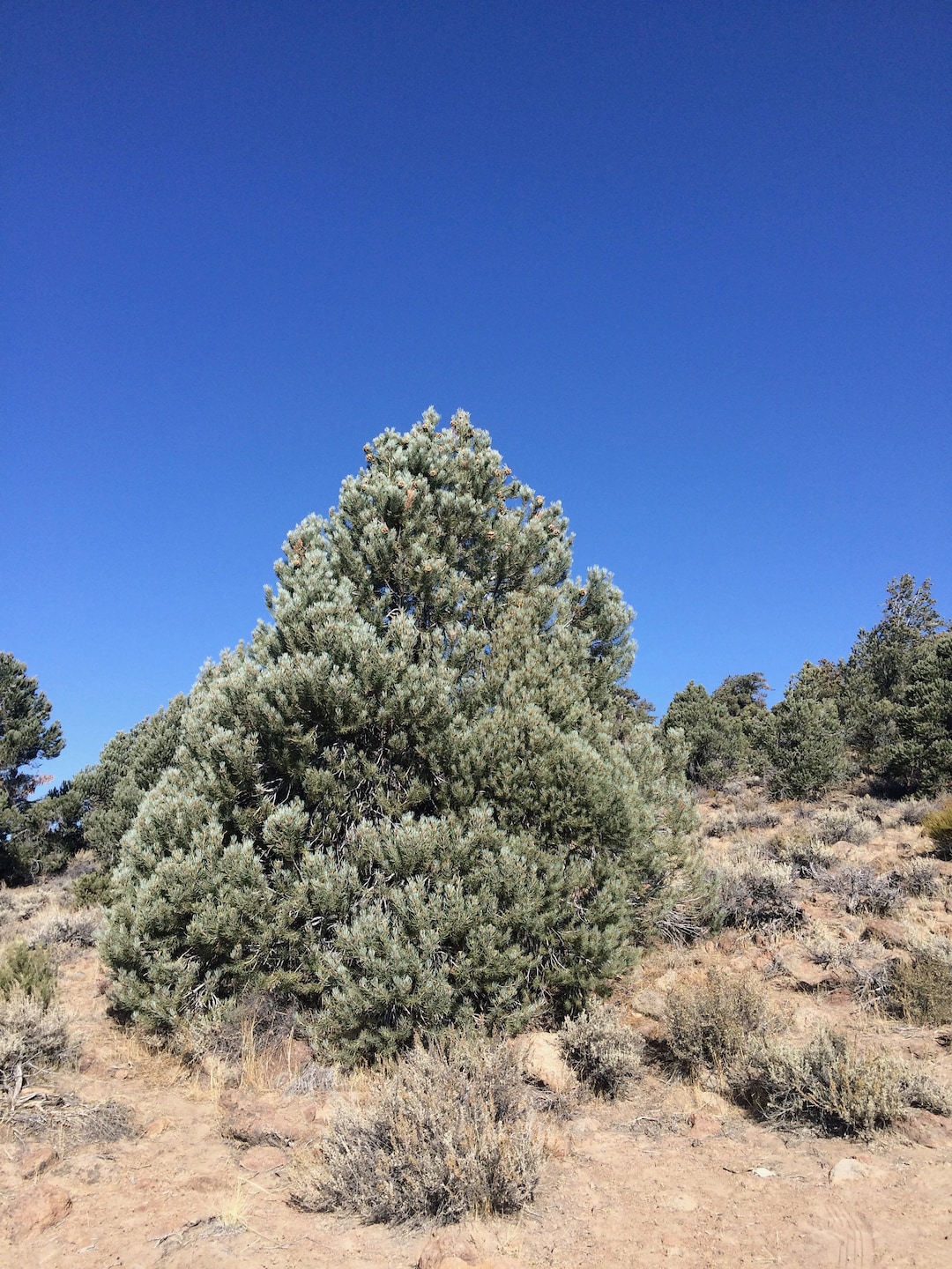 Wild Grown Piñon Pine Needle Tincture From the CA High Desert ...