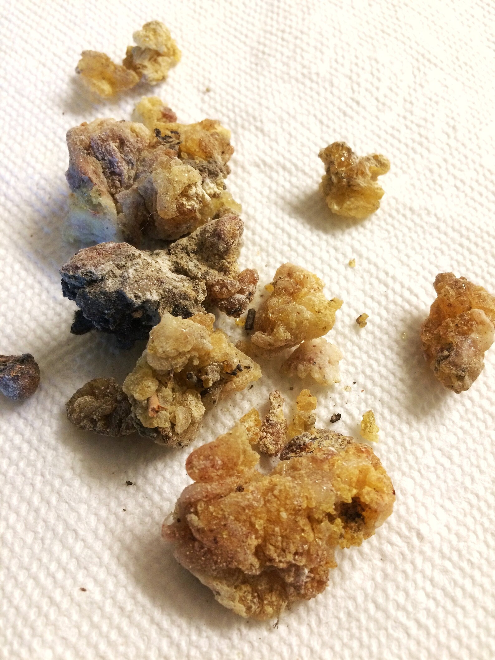 Piñon Pine Resin Incense A Wild Harvested Scent From the | Etsy