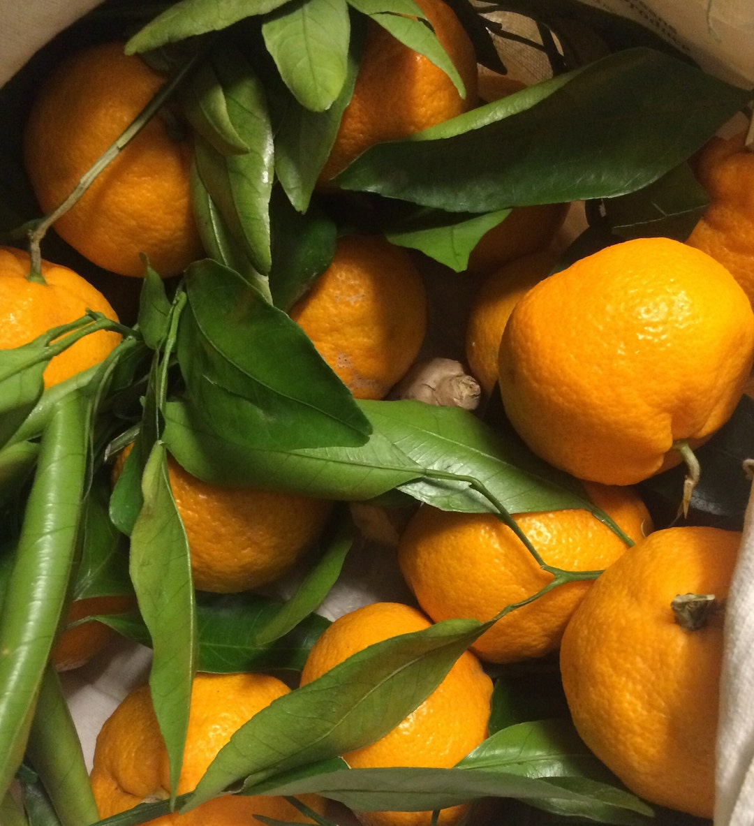 Tangerine Leaf Tincture, Handcrafted in Certified Organic 190 Proof ...