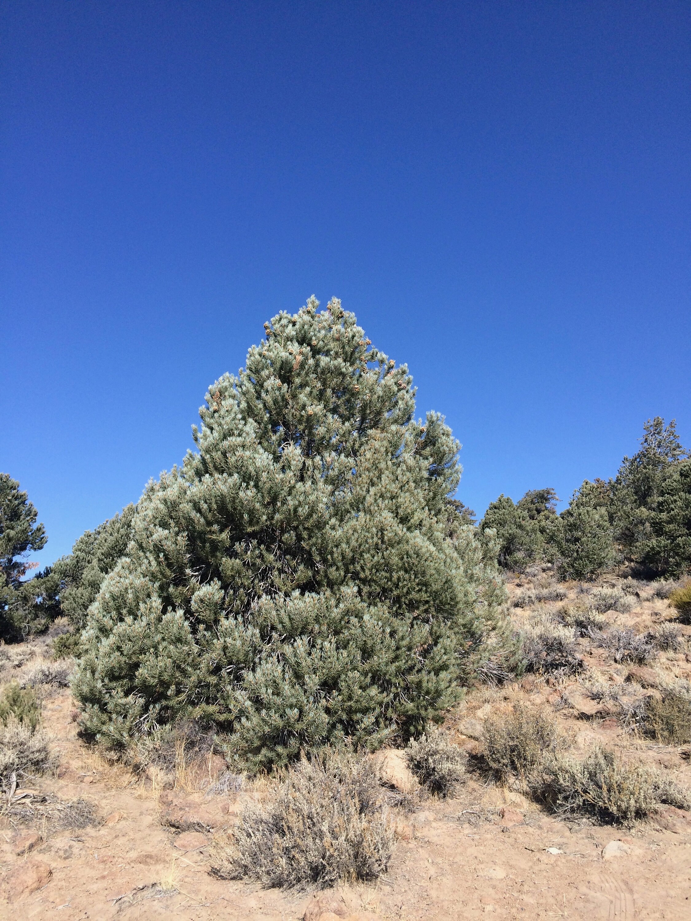 Wild Harvested Piñon Pine Resin Incense, California High Desert Scent ...