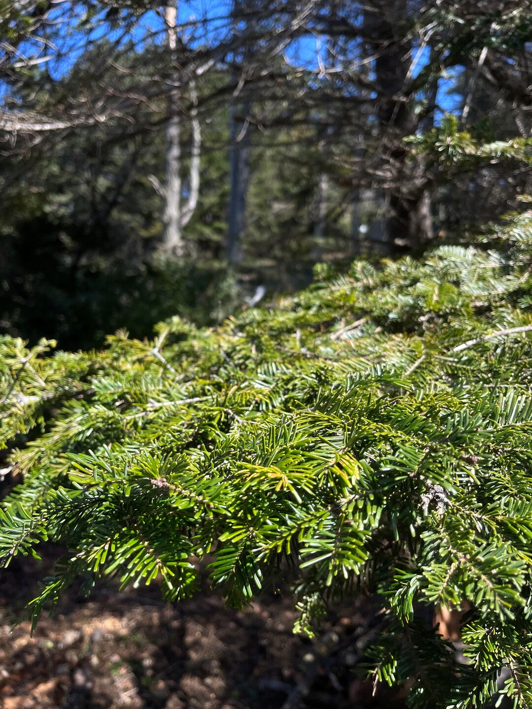 Wild Grown Grand Fir Needles and Twigs From the California Coast ...