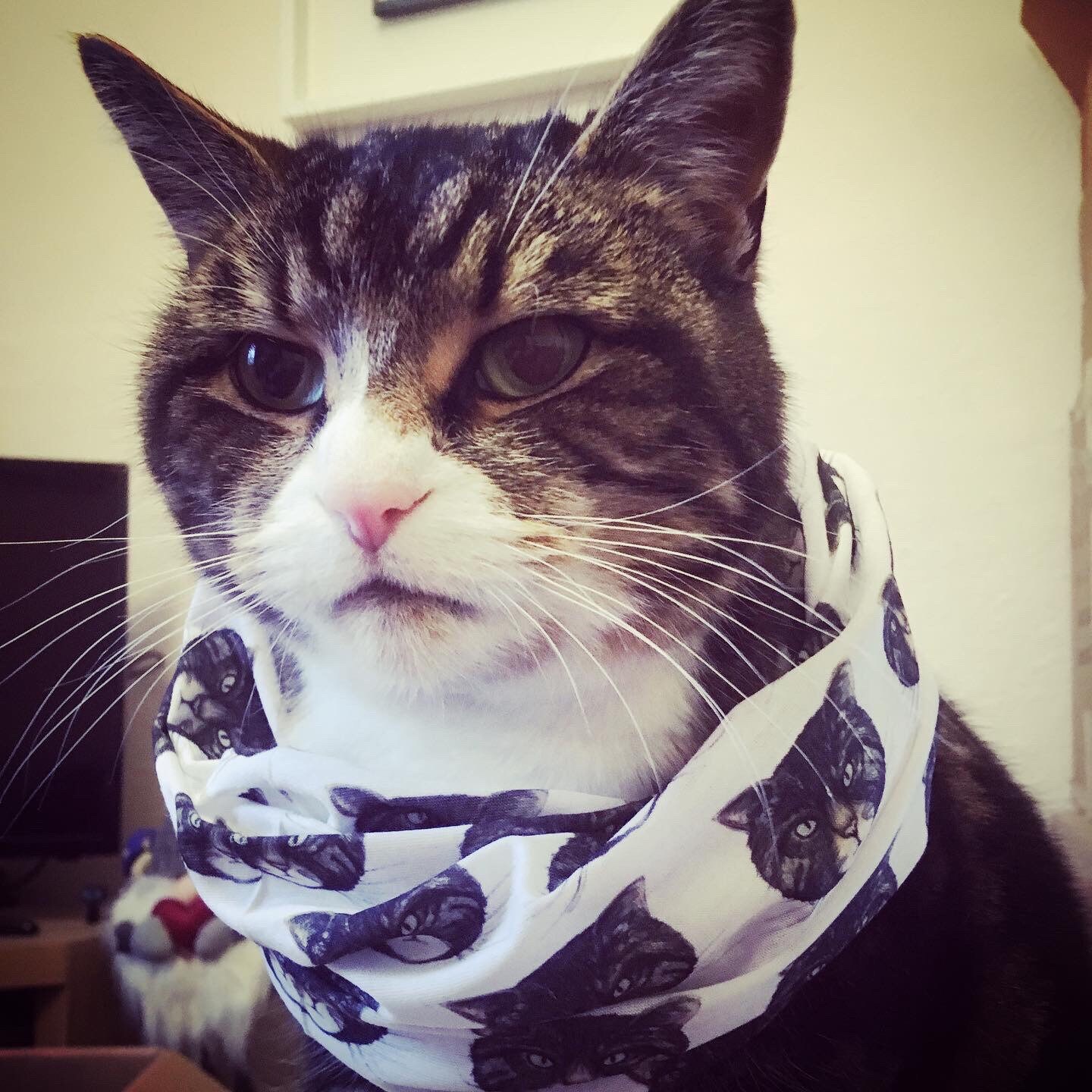 Choose Colour WILDCAT Cat Headwear Outdoor Hat Hairband | Etsy