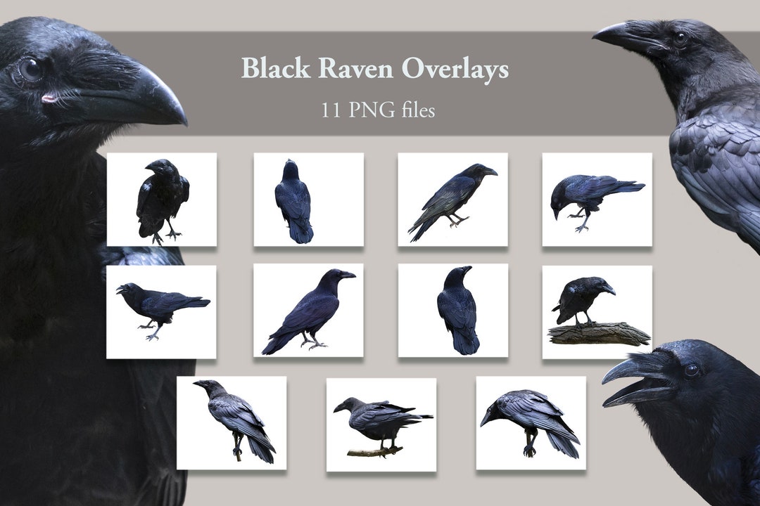 Black Raven Ravens Overlays for Photo Composites. PNG Files Instant ...