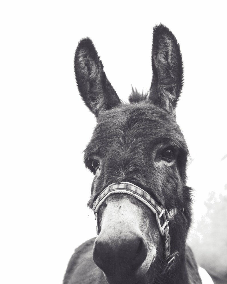 Donkey Print. Donkey Poster. Donkey Wall Art. Animal Portraits. Black ...