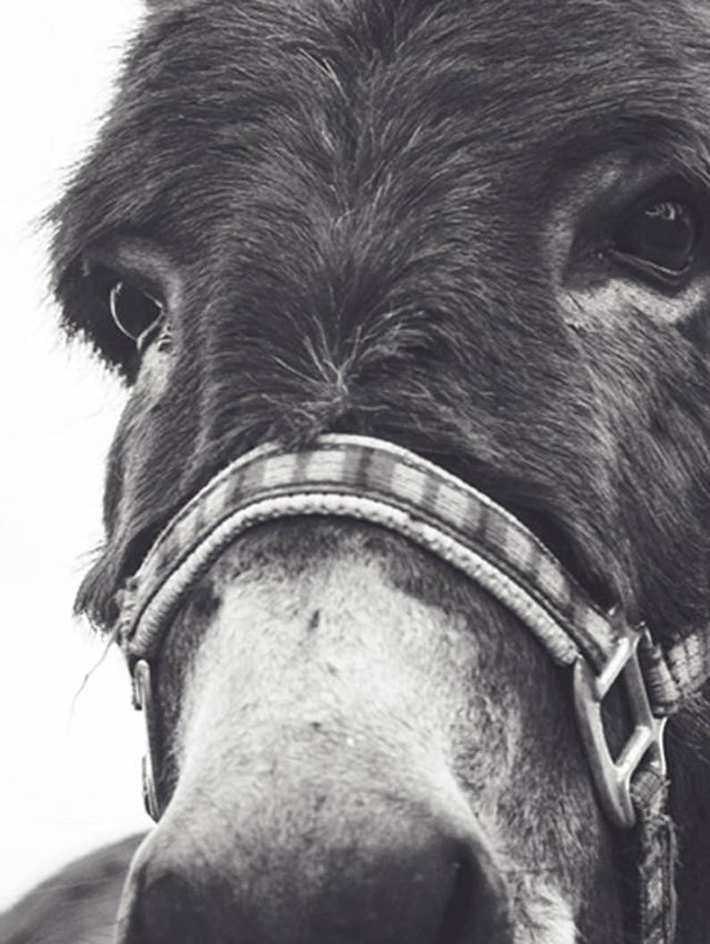 Donkey Print. Donkey Poster. Donkey Wall Art. Animal Portraits. Black ...