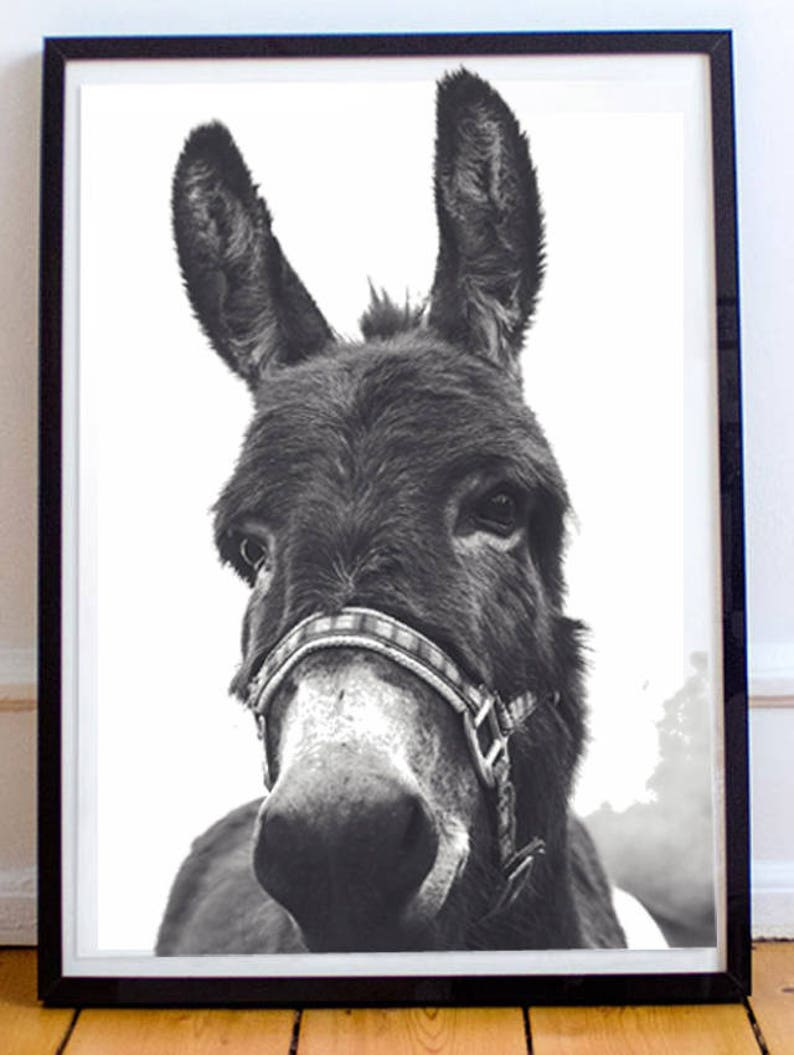 Donkey Print. Donkey Poster. Donkey Wall Art. Animal Portraits. Black ...