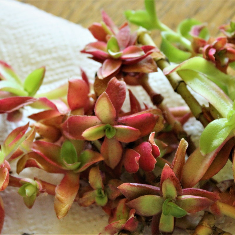 Red Pagoda Crassula - Etsy