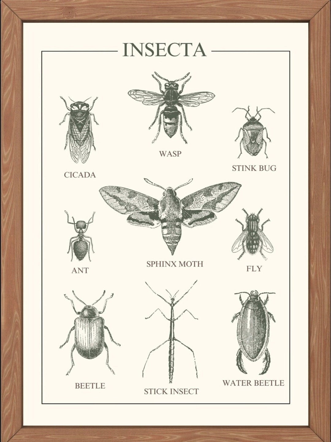 Vintage Style Poster, Insect Art Print, Entomology Wall Decor, Study ...
