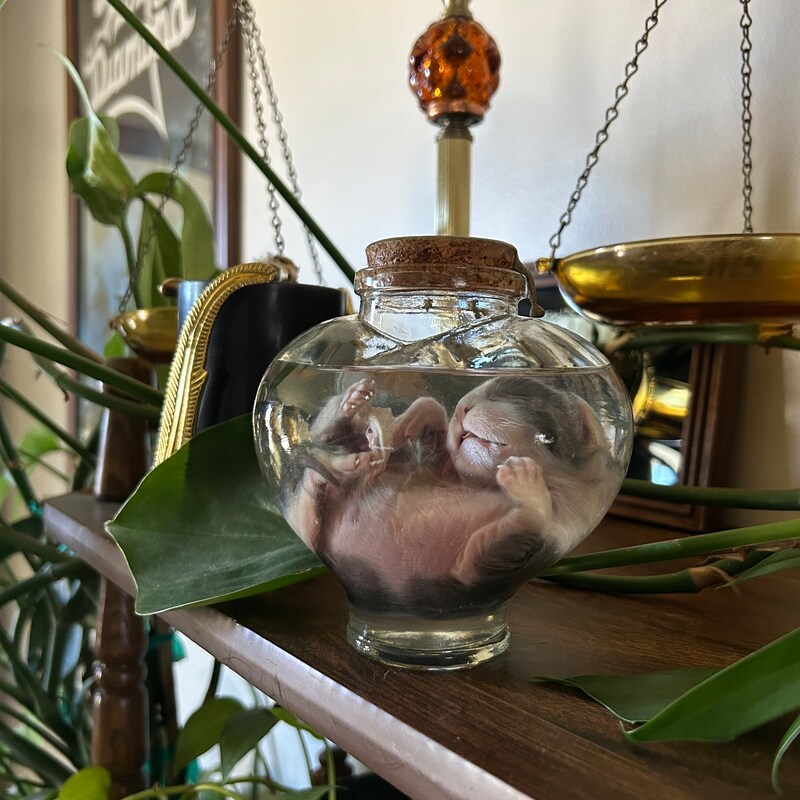 Wet Specimens - Etsy