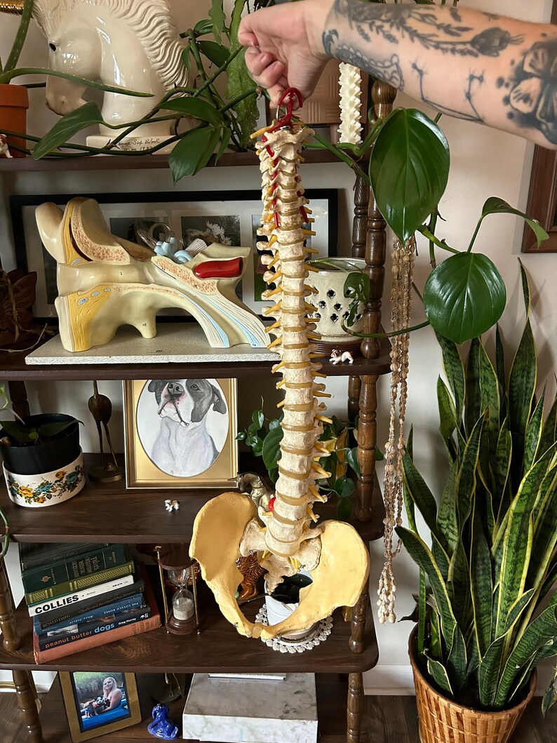 Vintage Spinal Column Medical Model - Etsy