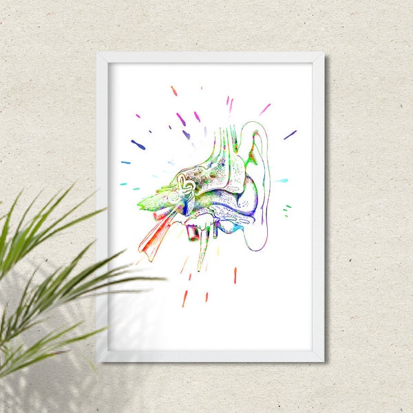 Watercolor Ear Anatomy - Etsy