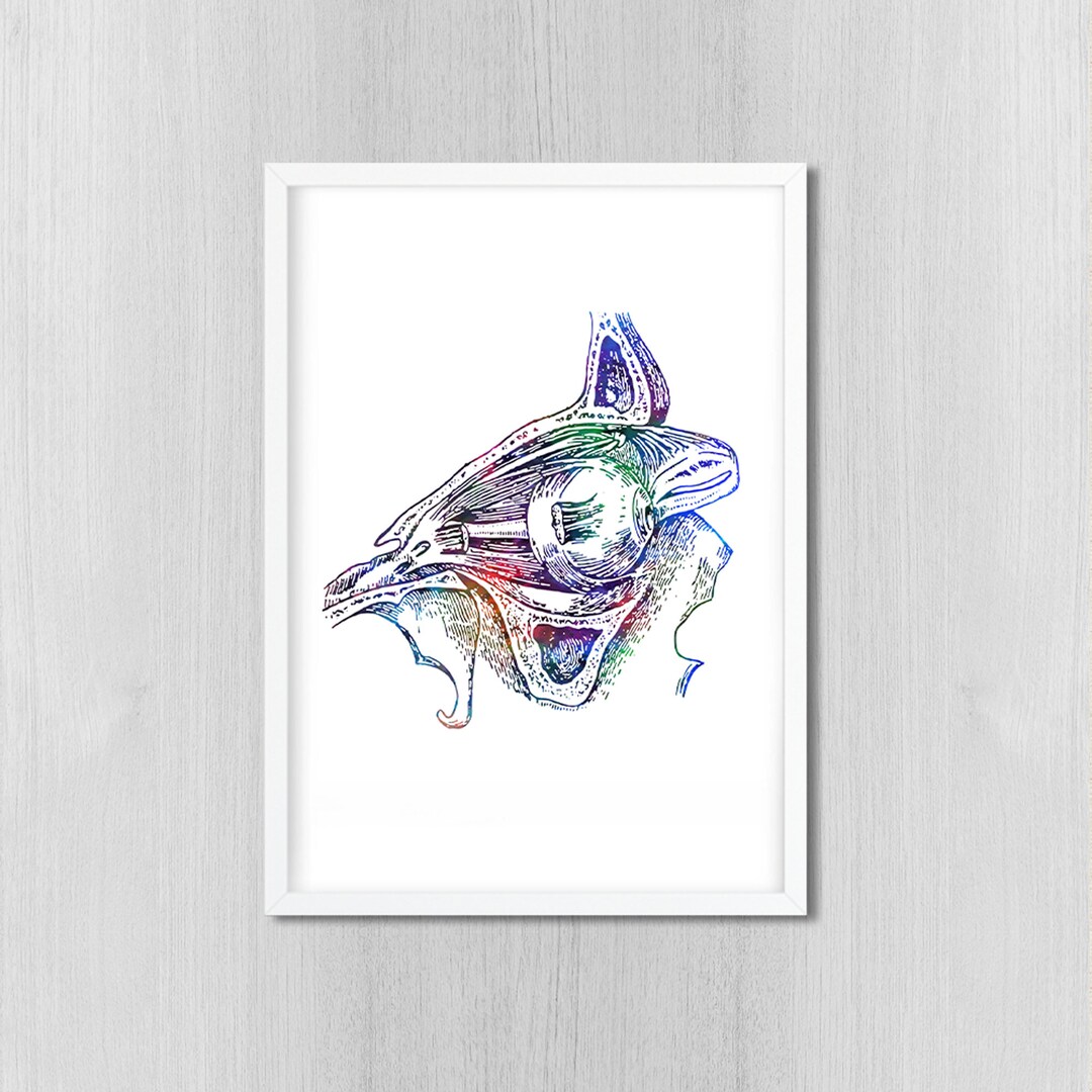 Muscles of the Eyeball Poster Human Anatomy Art Print Doctor Office ...