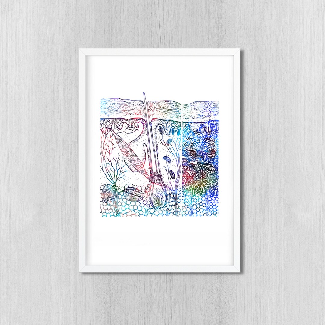 Skin Diagram Dermatology Art Office Decor Watercolor Poster Human Skin ...