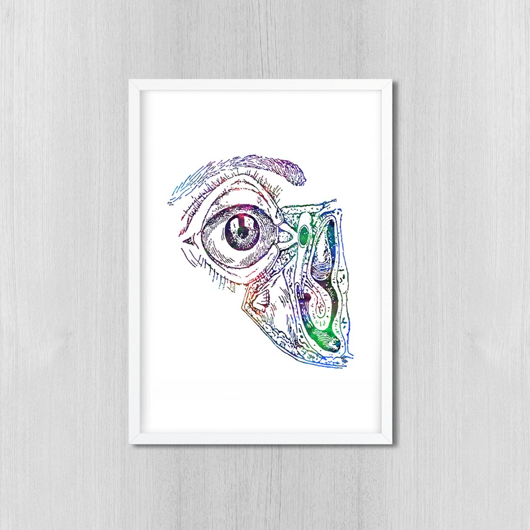 Tear System Poster Eye Anatomy Art Lacrimal Apparatus Print Doctor ...