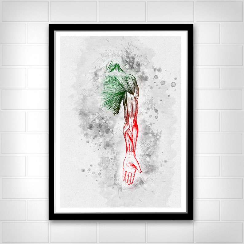 Muscular System Anatomical Set of Posters Arm Hand Leg Prints - Etsy