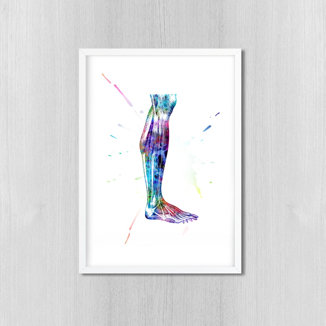 Human Leg Anatomical Poster Muscle Structure Artwork Print Medical ...
