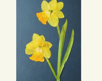 Pressed Daffodil - Etsy