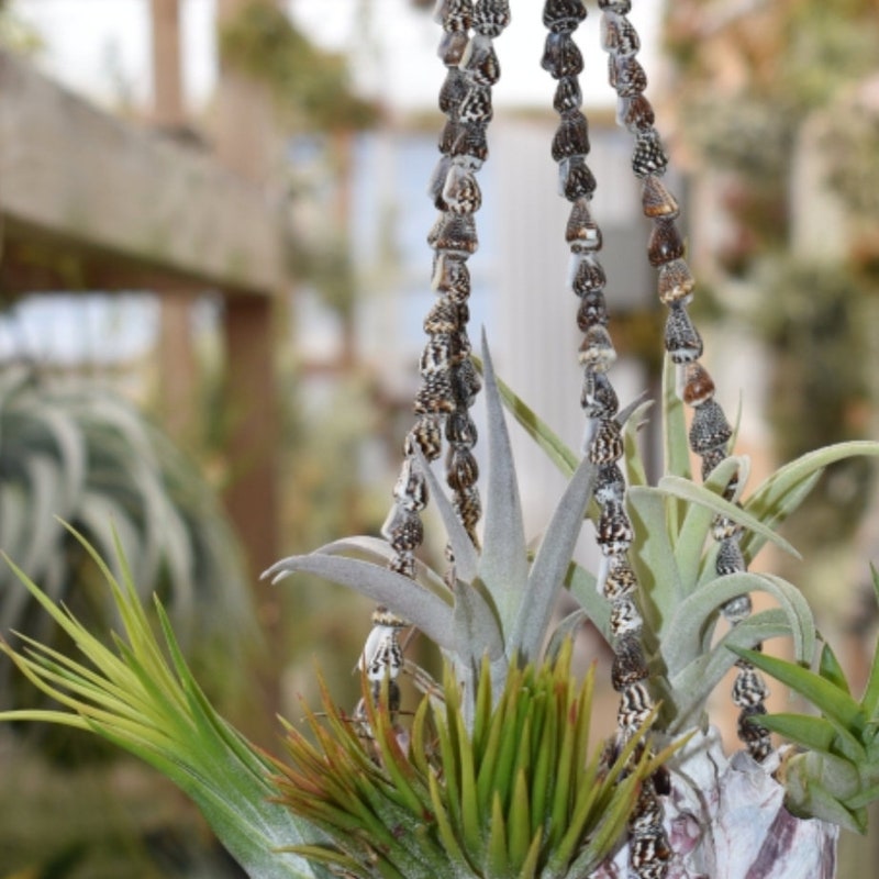 Shell Plant Hanger - Etsy