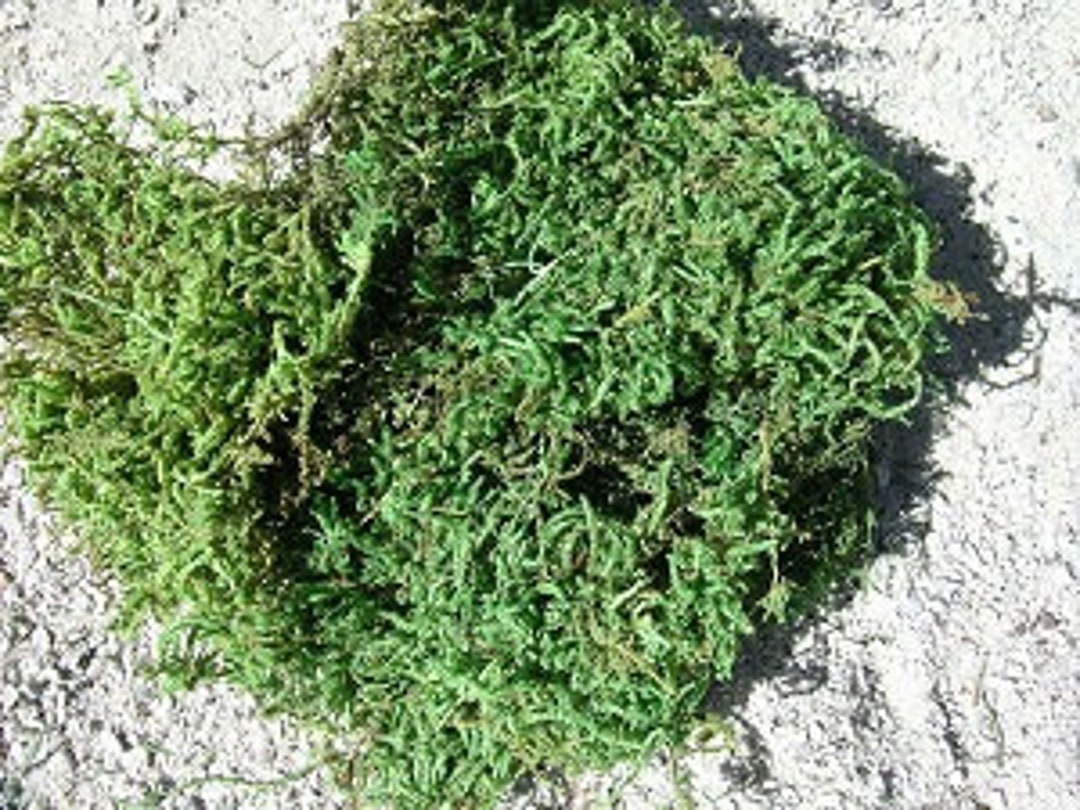 Preserved Sheet Moss 1/4 Lb. - Etsy