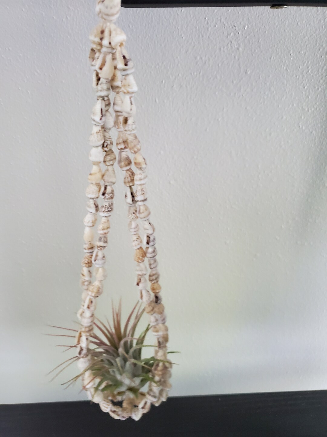Shell Hanging Holder With Airplant - Etsy