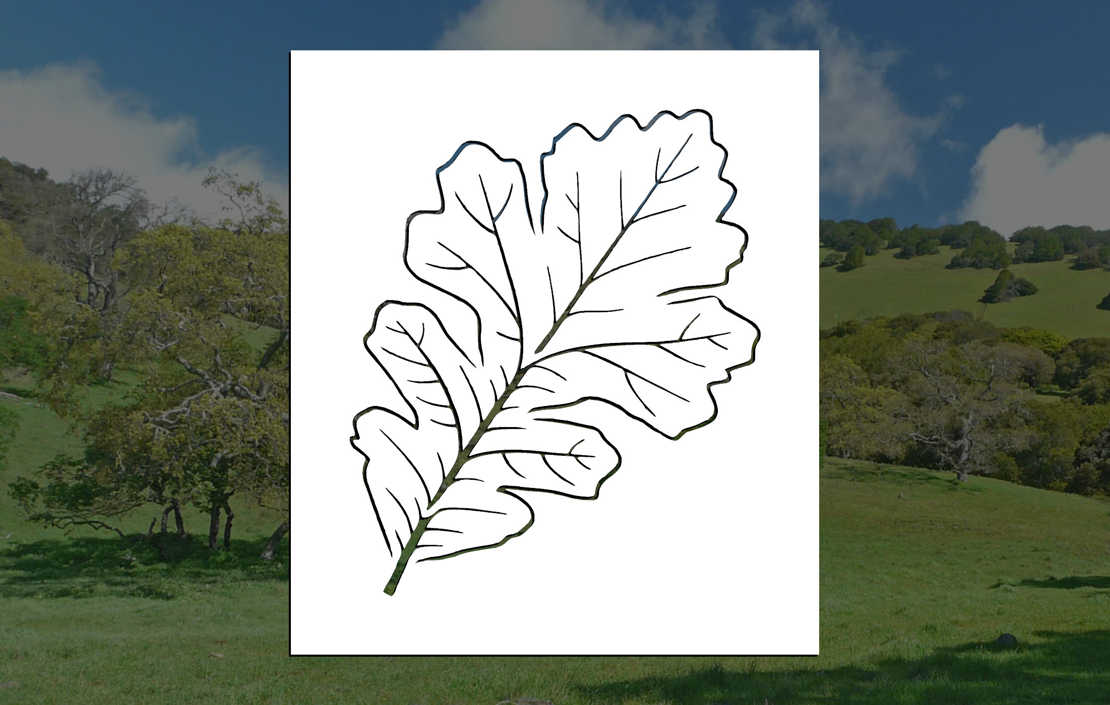 Valley Oak Leaf Reusable Stencil (many Sizes) - Etsy