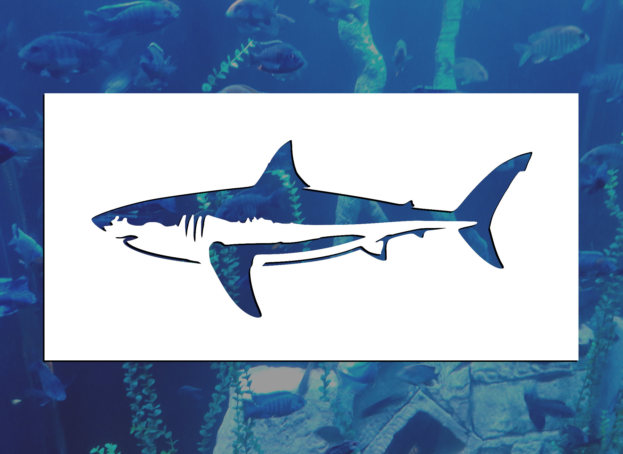 Shark Reusable Stencil many Sizes | Etsy