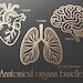 Anatomical Organ Svg Bundle. Digital SVG PNG DXF Files for Paper ...