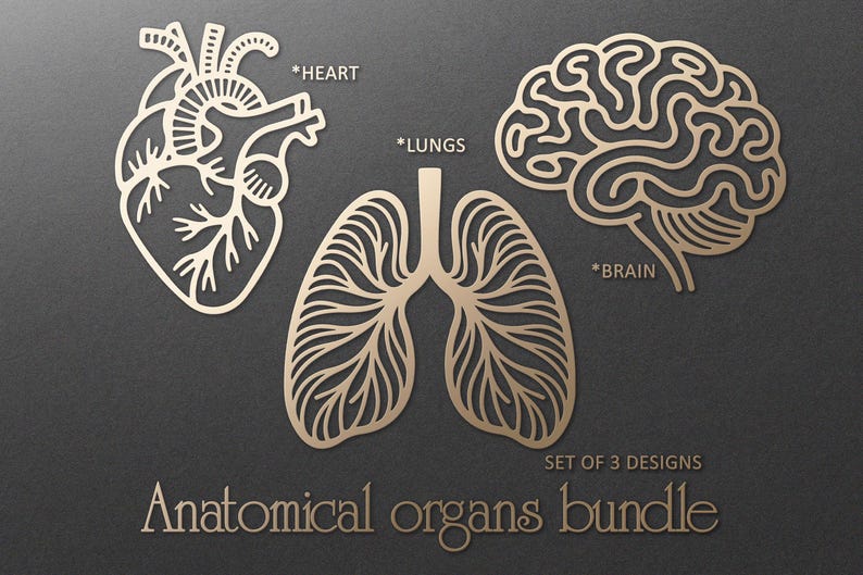 Anatomical Organ Svg Bundle. Digital SVG PNG DXF Files for Paper ...
