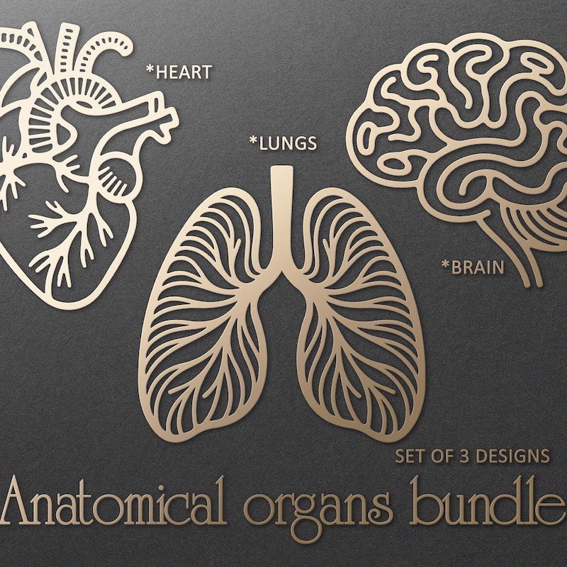 Anatomy Valentines Card - Etsy