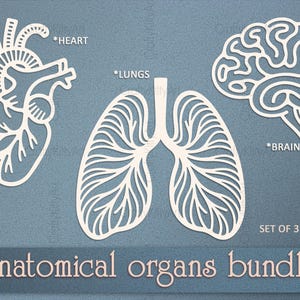 Anatomical Organ Svg Bundle. Digital SVG PNG DXF Files for Paper ...
