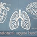 Anatomical Organ Svg Bundle. Digital SVG PNG DXF Files for Paper ...
