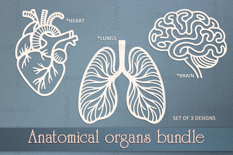 Anatomical Organ Svg Bundle. Digital SVG PNG DXF Files for Paper ...