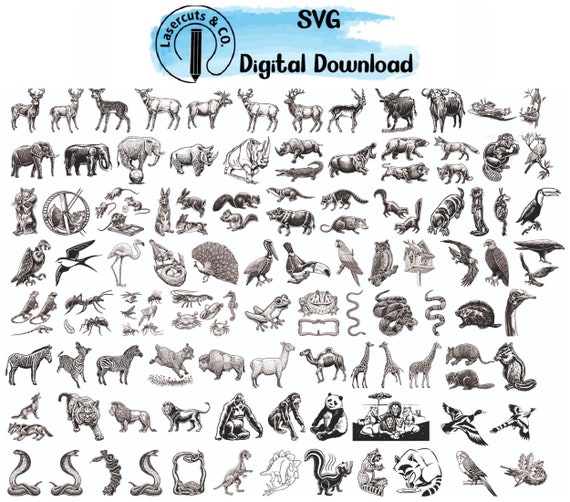 100 Wild Animals Birds High Quality Vectors Clipart Bundle - Etsy